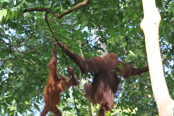 Bukit lawang tour 3days-2 night jungle trekking including rafting - The Value Proposition