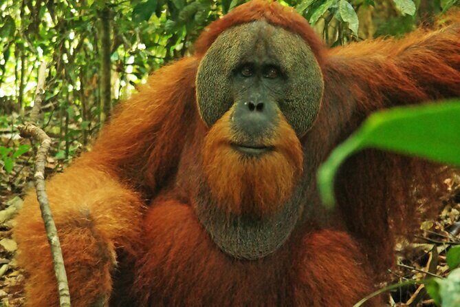 Bukit lawang tour 3days-2 night jungle trekking including rafting - FAQ