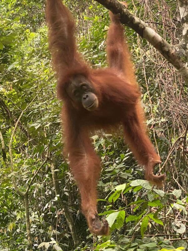 Bukitlawang Orangutan : 3 Days Group Jungle Trek - Key Points