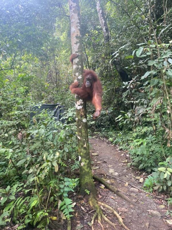 Bukitlawang Orangutan : 3 Days Group Jungle Trek - An In-Depth Look at the 3-Day Bukit Lawang Jungle Trek