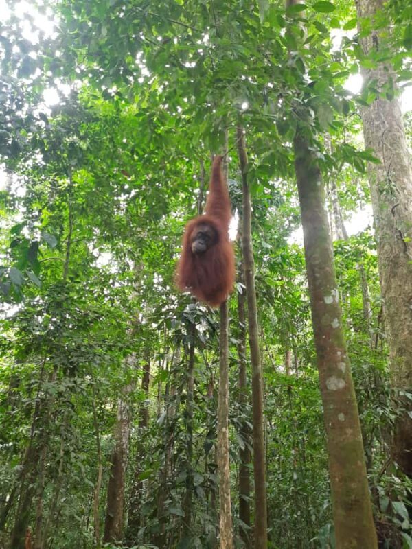 Bukitlawang Orangutan : 3 Days Group Jungle Trek - Final Thoughts