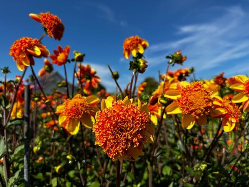 Bulb region: Dahlias Bicycle Tour - An Authentic Ride Through the Dutch Flower Fields