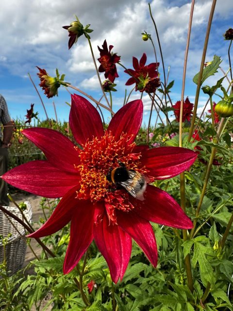 Bulb region: Dahlias Bicycle Tour - Final Thoughts