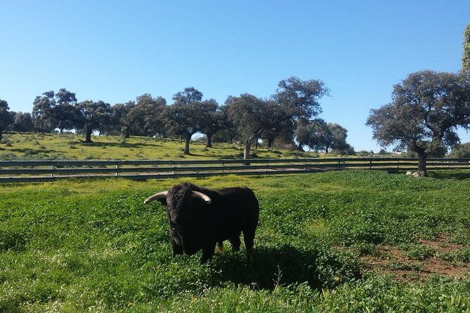 Bull Breeding Farm: Guided Half-Day Tour from Seville - Key Points