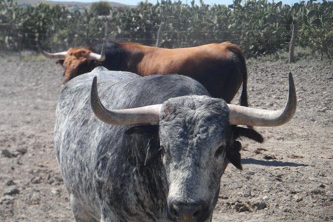Bull Breeding Farm: Guided Half-Day Tour from Seville - What Travelers Are Saying