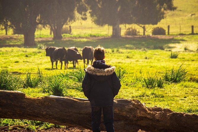 Bull Breeding Farm: Guided Half-Day Tour from Seville - Who Should Consider This Tour