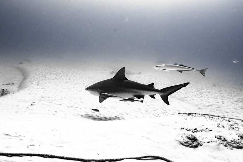 Bull Shark Dive in Playa del CarmenDive Machine Experience - Why This Tour Works for You