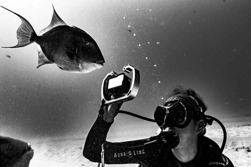 Bull Shark Dive in Playa del CarmenDive Machine Experience - Final Thoughts