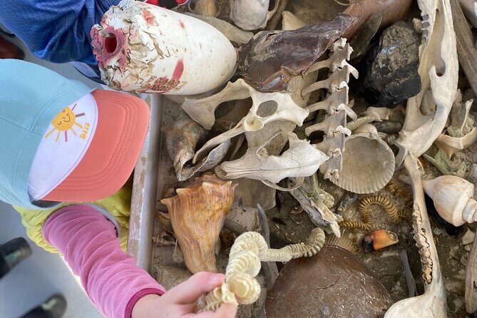 Bulls Island Ferry Adventure - FAQ