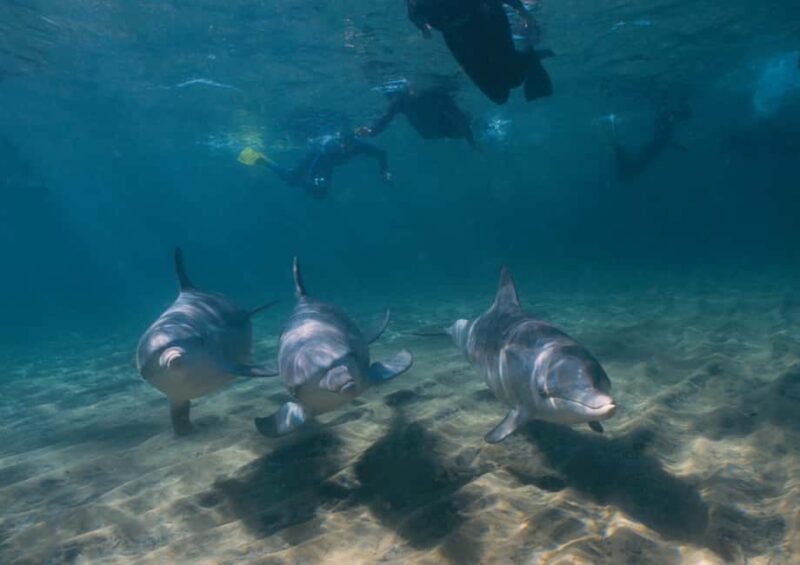 Bunbury: Swim with Dolphins Tour - The Sum Up