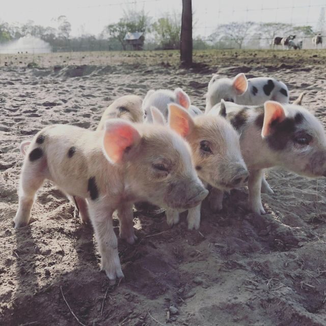 Bundaberg: Family-Friendly Entry Ticket to Splitters Farm - Final Thoughts