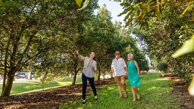 Bundaberg: Macadamia Orchard Tour - Key Points