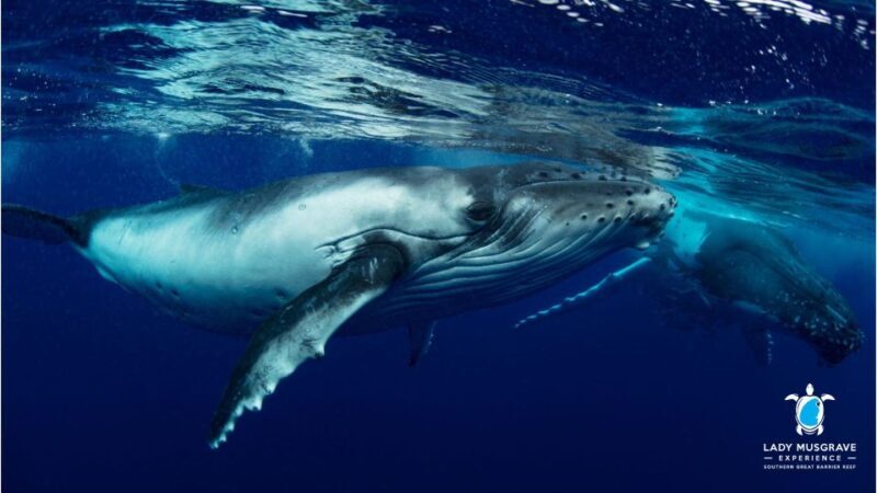 Bundaberg: Whale Watching Sightseeing Cruise with Lunch - Key Points