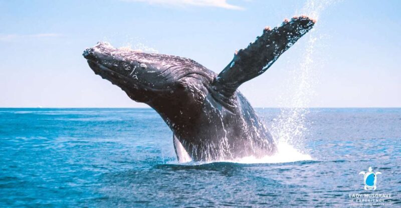 Bundaberg: Whale Watching Sightseeing Cruise with Lunch - An In-Depth Look at the Tour