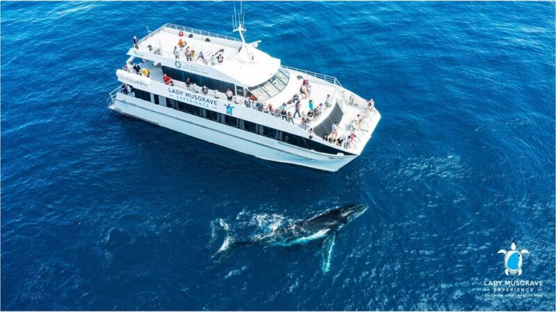 Bundaberg: Whale Watching Sightseeing Cruise with Lunch - Who Should Consider This Tour?