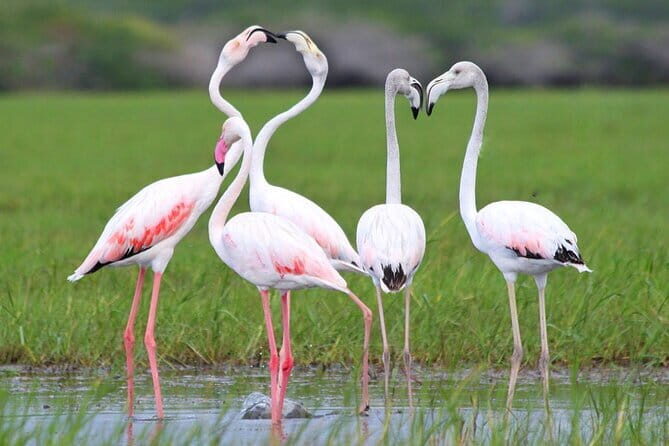 Bundala National Park All Inclusive Safari Tour from Hambantota - What’s Included and What’s Not