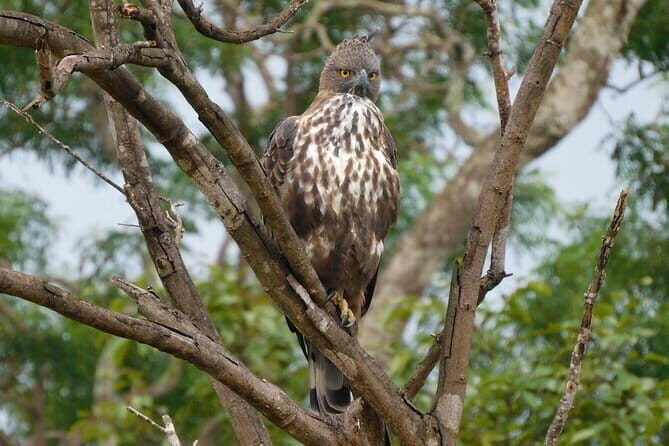Bundala National Park All Inclusive Safari Tour from Hambantota - FAQ