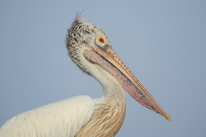 Bundala National Park Birds Watching Safari Tour - Why Choose This Safari?