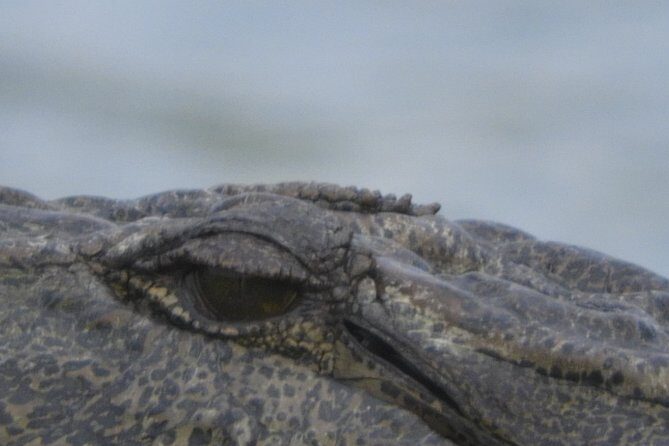 Bundala National Park Birds Watching Safari Tour - The Sum Up