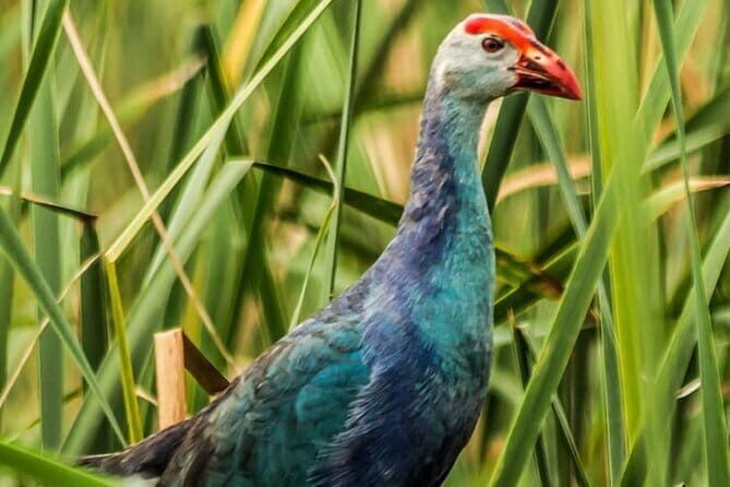 Bundala National Park by Ajith Safari - FAQs