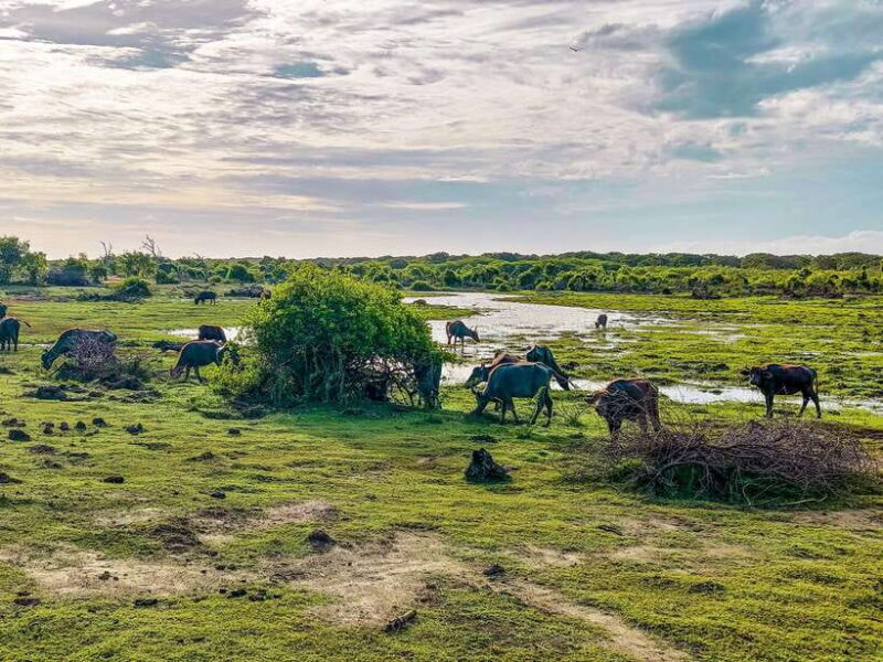 Bundala National Park Private Safari from Tangalle - FAQ