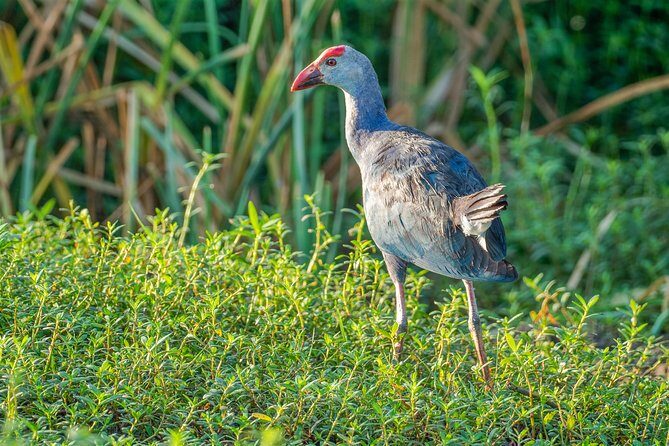 Bundala National Park Private Safari with Naturalist - Practical Tips for Making the Most of Your Safari