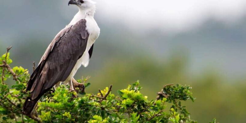 Bundala National Park Safari - Birding Paradise Tour - Key Points