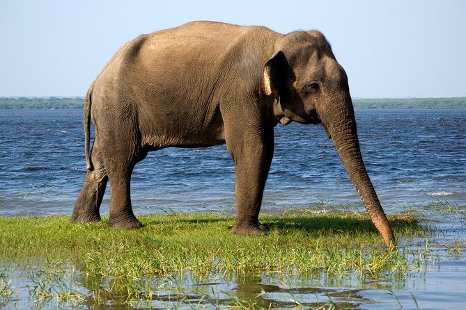 Bundala National Park Safari - Who Will Love This Safari?