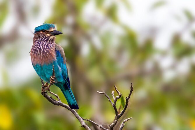 Bundala National Park Safari - Final Thoughts