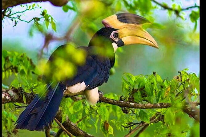 Bundala National Park Safari from Dikwella - Key Points