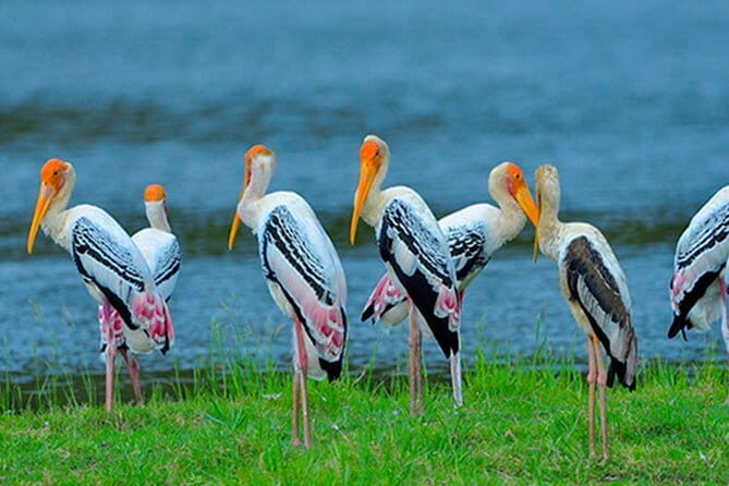 Bundala National Park Safari from Dikwella - What Past Travelers Are Saying