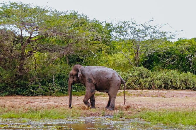 Bundala National Park Safari from Mirissa - Introduction: Why Consider the Bundala Safari?