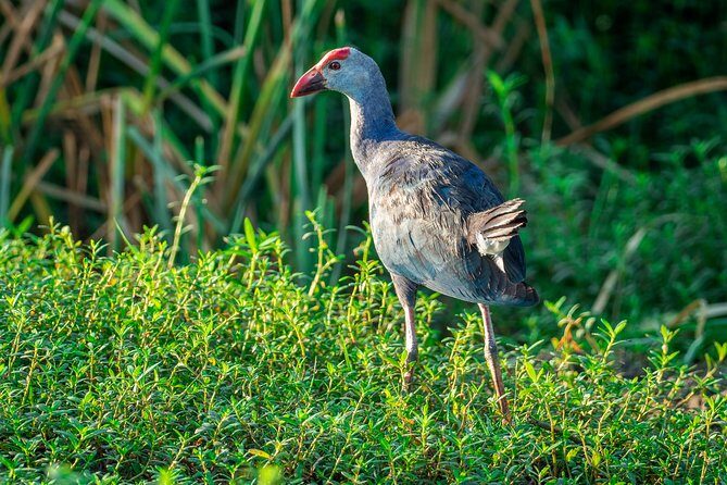 Bundala National Park Safari from Tangalle - Exploring the Itinerary in Detail