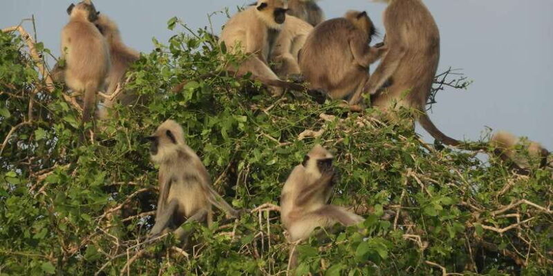 Bundala National Park Safari (PRIVATE TOURS) - An Introduction to the Experience