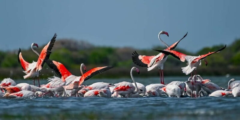 Bundala National Park Safari (PRIVATE TOURS) - Why Travelers Value This Tour
