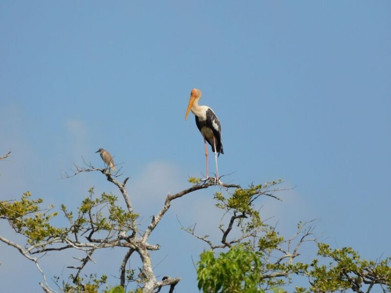 Bundala National Park Safari (PRIVATE TOURS) - Who Will Love This Safari?