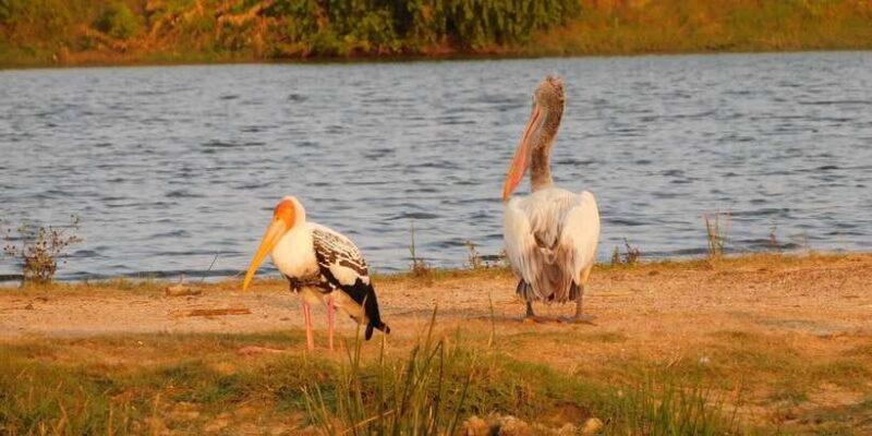 Bundala National Park Safari (PRIVATE TOURS) - FAQ