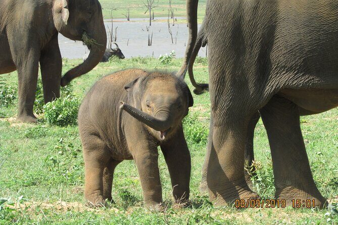 Bundala National Park : Safari Tour with Entrance tickets & Jeep - Key Points