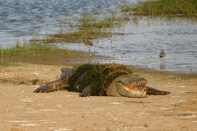 Bundala National Park : Safari Tour with Entrance tickets & Jeep - Why You Might Want to Book This Safari