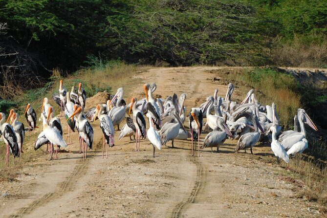 Bundala National Park : Safari Tour with Entrance tickets & Jeep - Wildlife and Birdwatching Highlights