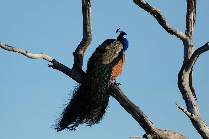 Bundala National Park : Safari Tour with Entrance tickets & Jeep - Practical Details: What You Need to Know