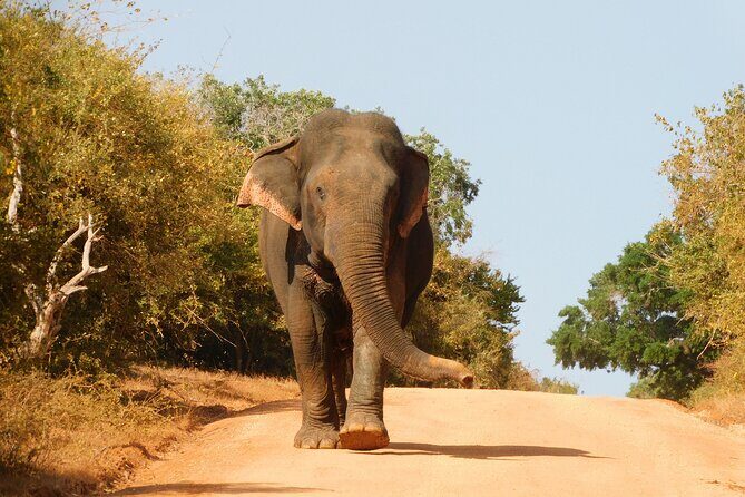 Bundala National Park : Safari Tour with Entrance tickets & Jeep - The Experience of the Guides and Service