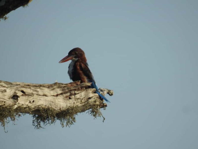 Bundala National Park Safari Tours: Half-Day or Full-Day - Exploring the Best of Sri Lanka’s Bundala National Park