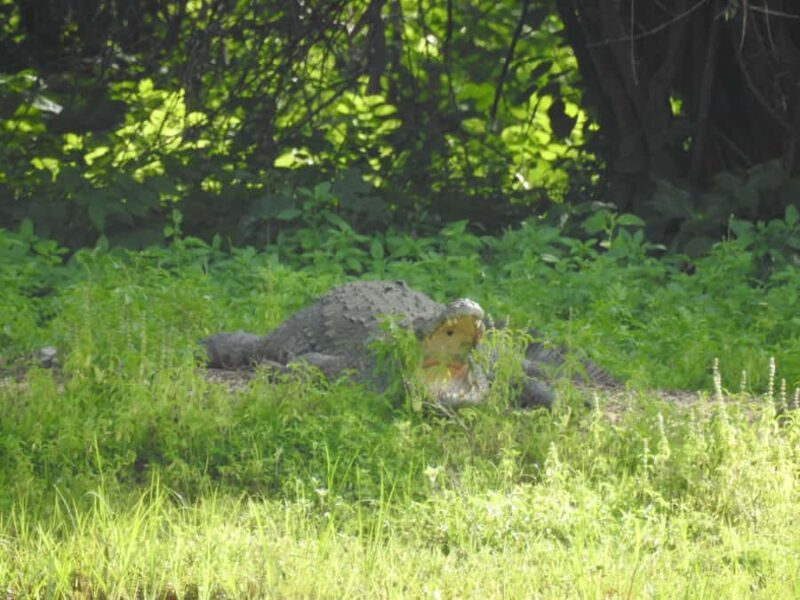 Bundala National Park Safari Tours: Half-Day or Full-Day - Key Points