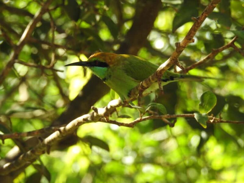 Bundala National Park Safari Tours: Half-Day or Full-Day - The Value of a Guided Safari