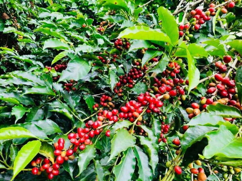 Buon Ma Thuot: Bean to Brew Coffee Farm Tour with Tasting - A Genuine Look at Coffee Farming in Vietnam