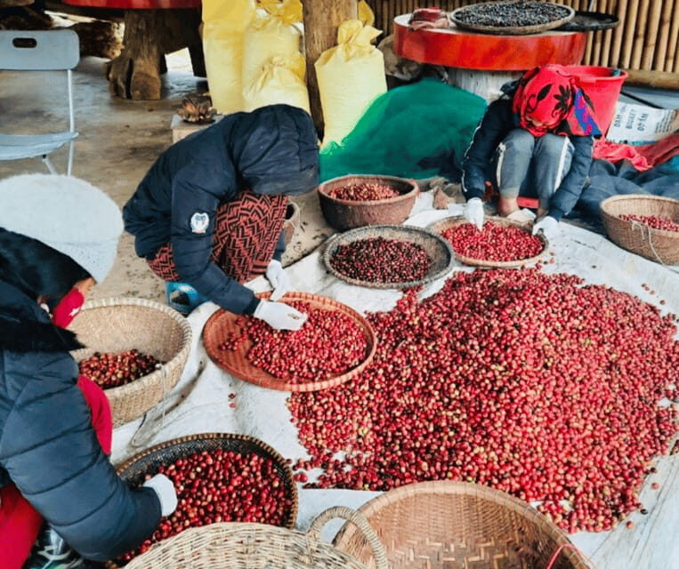 Buon Ma Thuot: Bean to Brew Coffee Farm Tour with Tasting - Is This Tour Worth It?