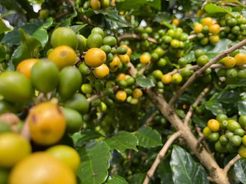 Buon Ma Thuot: Coffee Farm Tour (Bean to Brew) with Pickup - Key Points