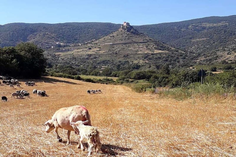 Burgos: Sardinian Pecorino Cheese Workshop - Price, Value, and Practicalities