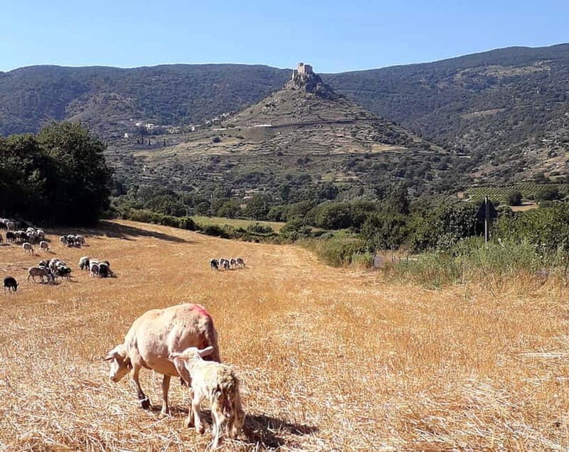 Burgos: sheep milking experience - Introduction